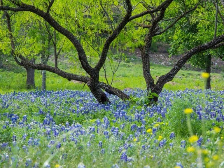The 10 Best Fruit Trees to Grow in Texas – Couch to Homestead