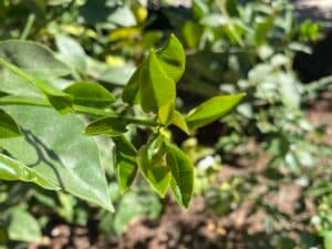Lemon Tree Not Growing New Leaves (6 Ways to Fix It) – Couch to Homestead