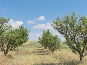 The 10 Best Fruit Trees to Grow in Texas – Couch to Homestead