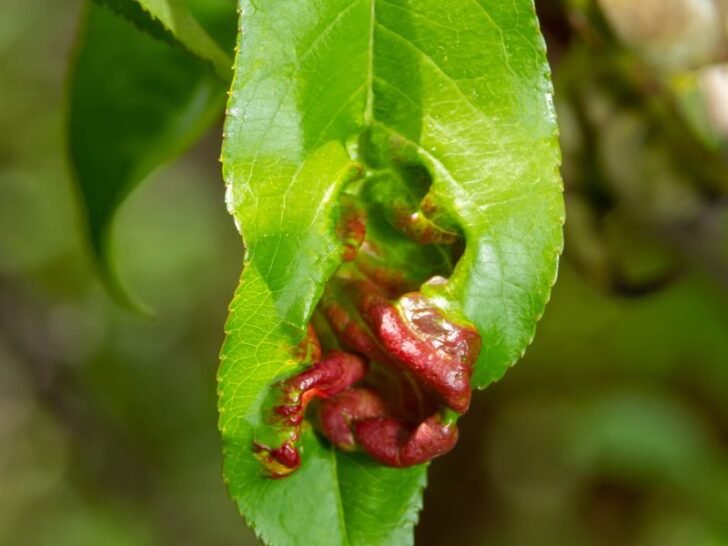 5 Reasons Cherry Tree Leaves Turn Red (& How to Fix It) – Couch to ...