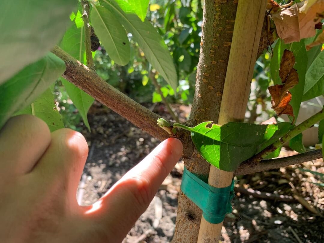 10 Expert Tips to Prune Fruit Trees – Couch to Homestead