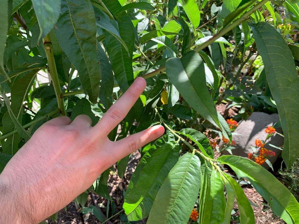 10 Expert Tips to Prune Fruit Trees – Couch to Homestead