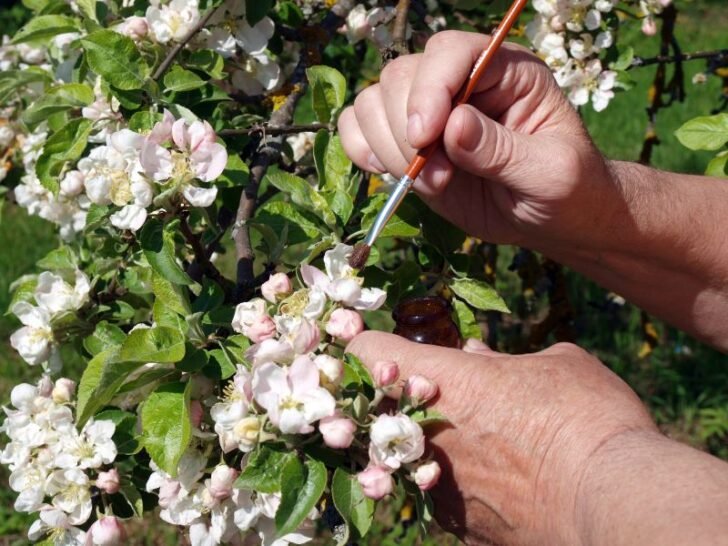 10 Tips to Boost Your Fruit Tree’s Pollination & Production – Couch to ...